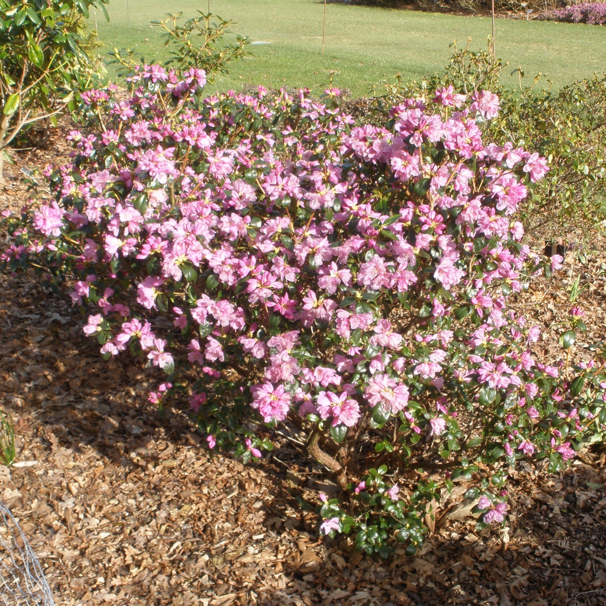 Rhododendron Praecox AGM - Buy Praecox Rhododendrons online - Millais ...