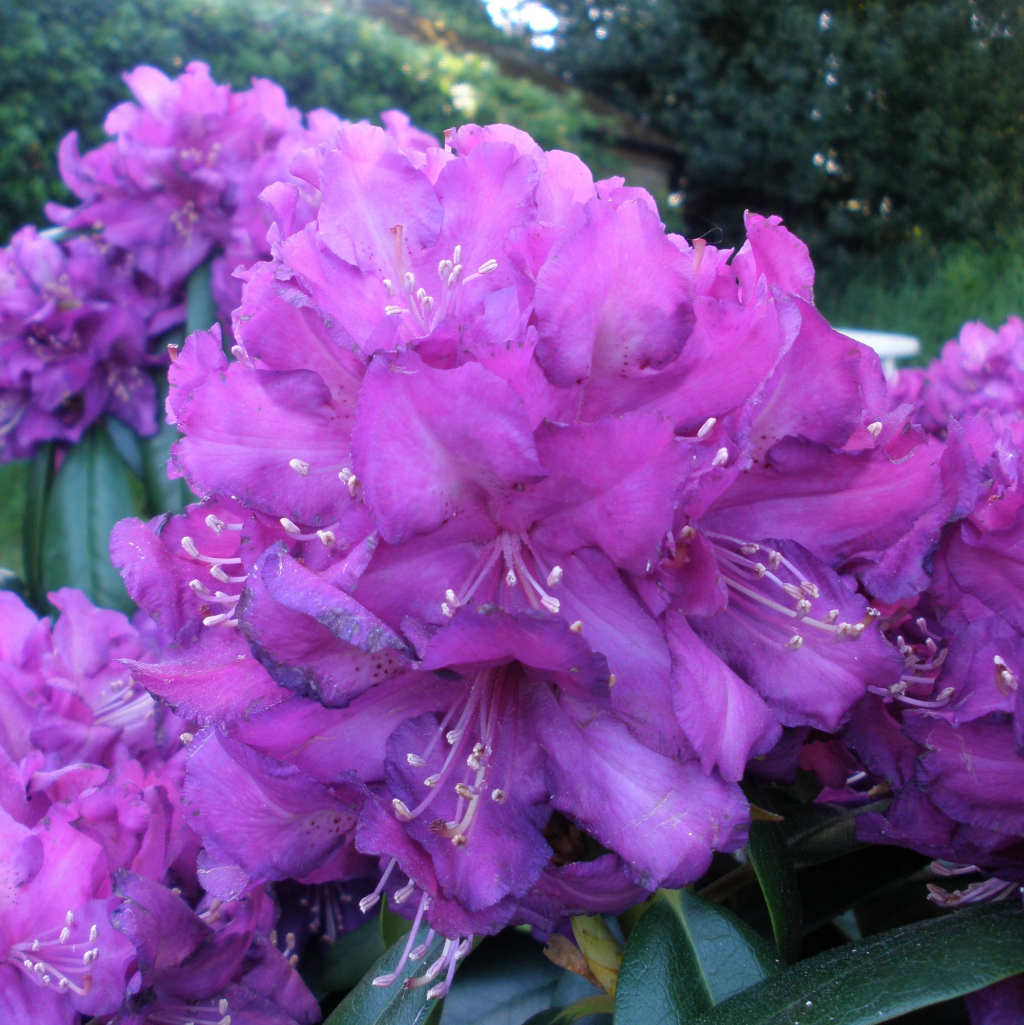 Rhododendron Purple Passion - Purple Passion Rhododendrons online ...