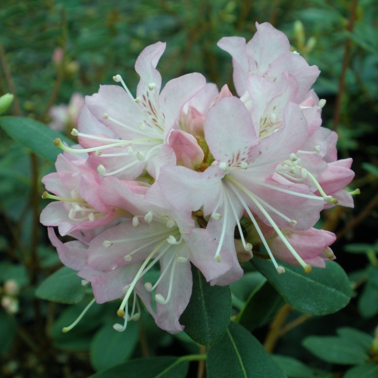 Rhododendron racemosum 'Rock Rose' AGM - Buy racemosum 'Rock Rose ...