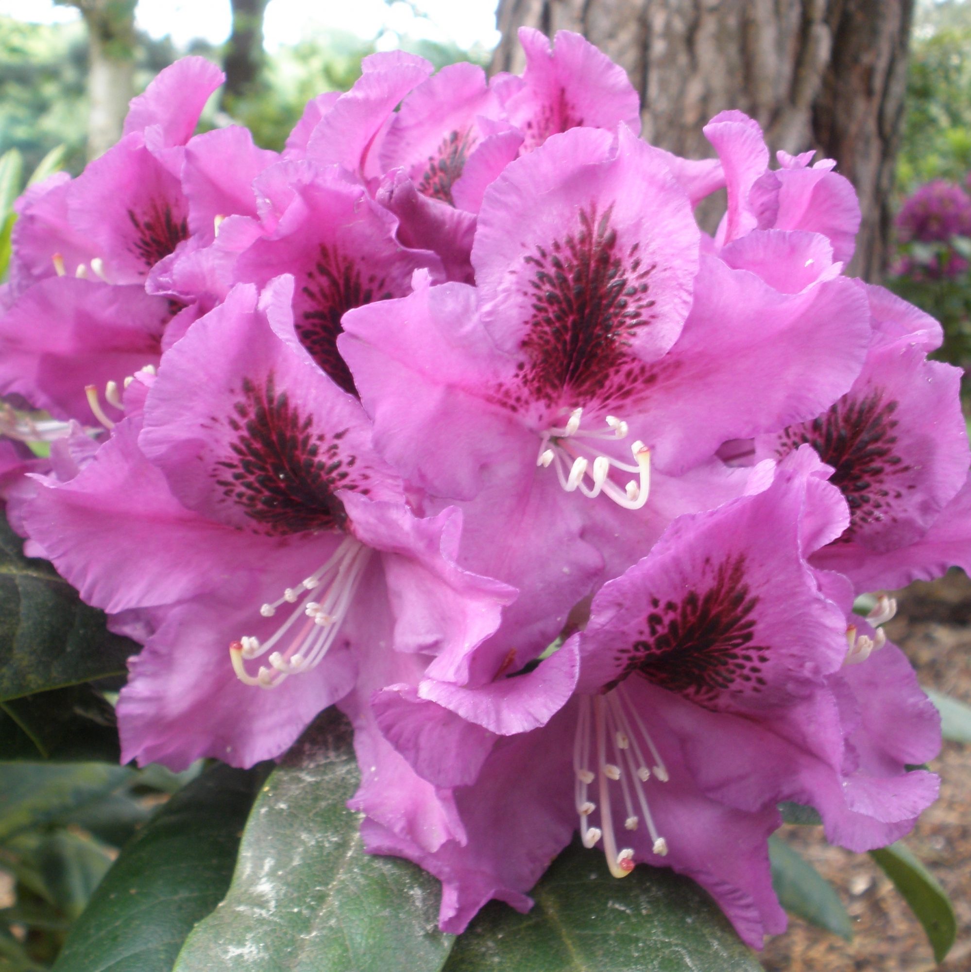 Rhododendron Rasputin - Buy Rasputin Rhododendrons Online - Millais ...