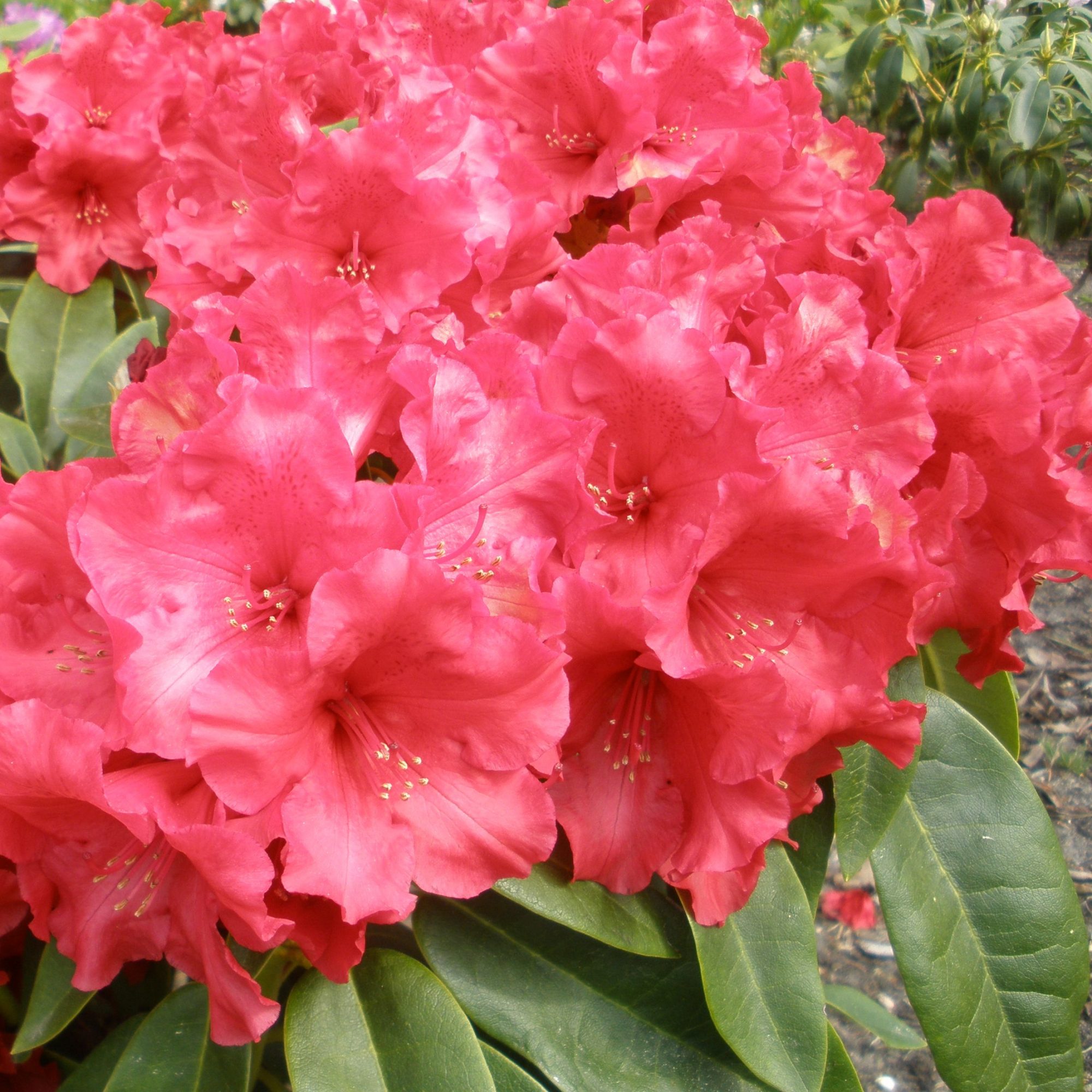Rhododendron Red Delicious - Buy Red Delicious Rhododendrons Online ...