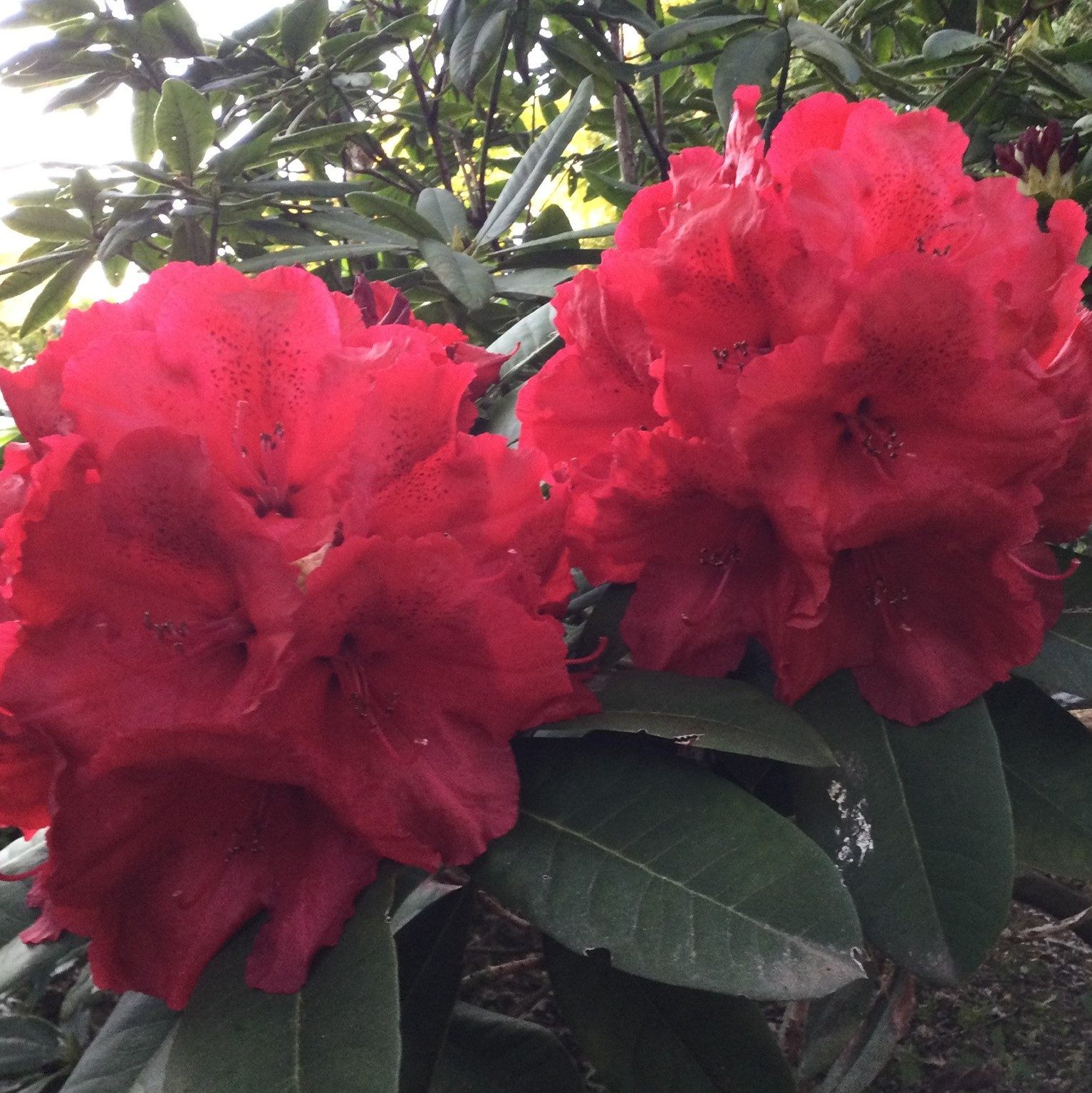 Buy Rhododendron Red Jack - Red Jack Rhododendron online - Millais ...