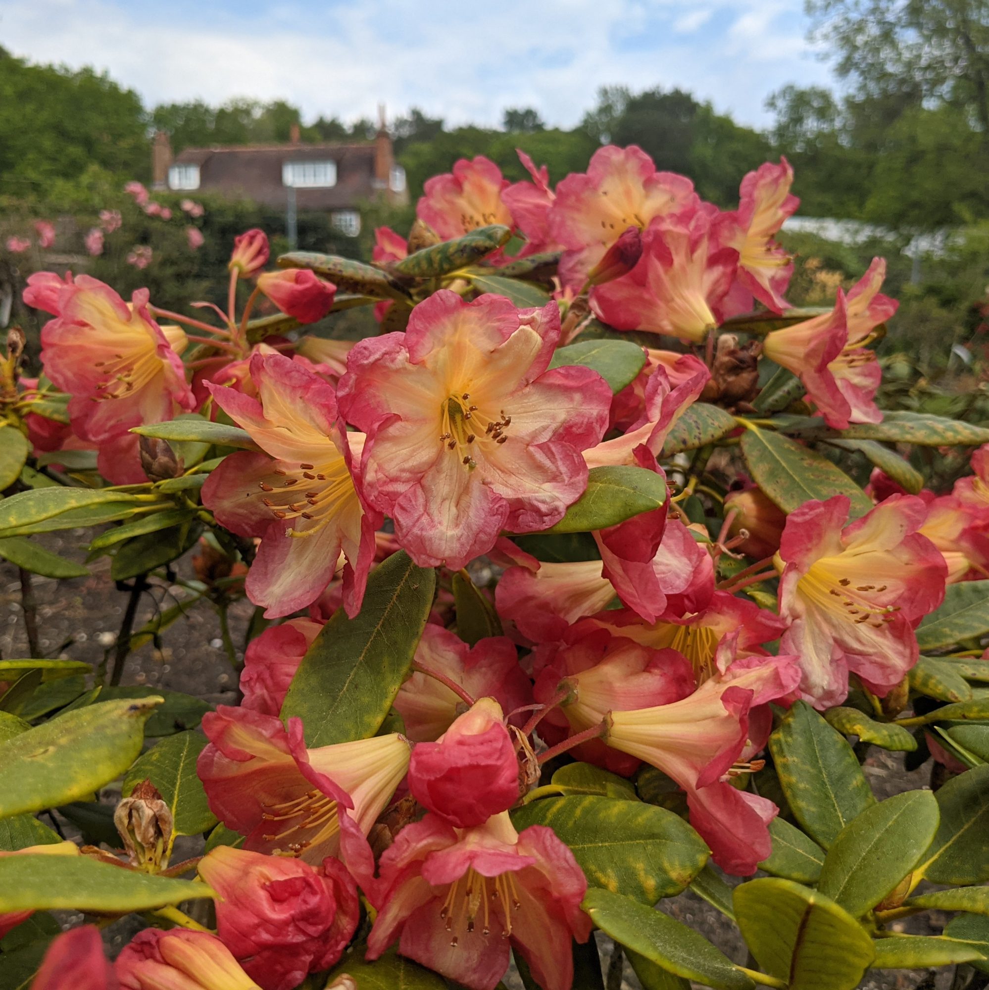 Rhododendron Ring of Fire - Tall Hybrid Rhododendrons - Millais Nurseries