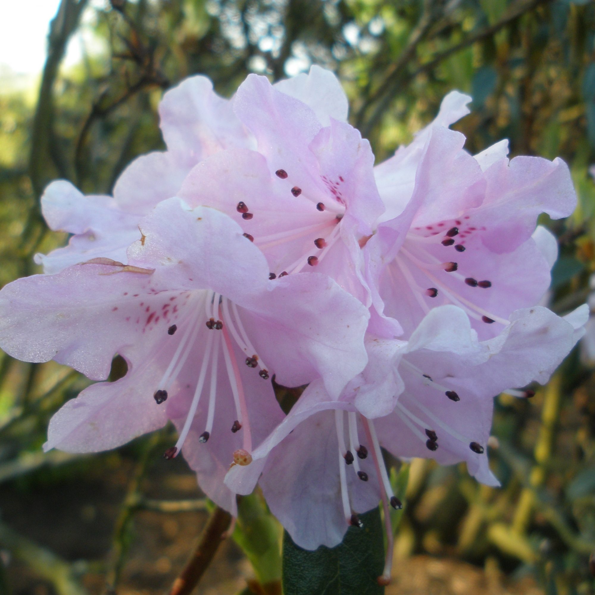 Rhododendron rubiginosum - Buy rubiginosum Rhododendrons online ...