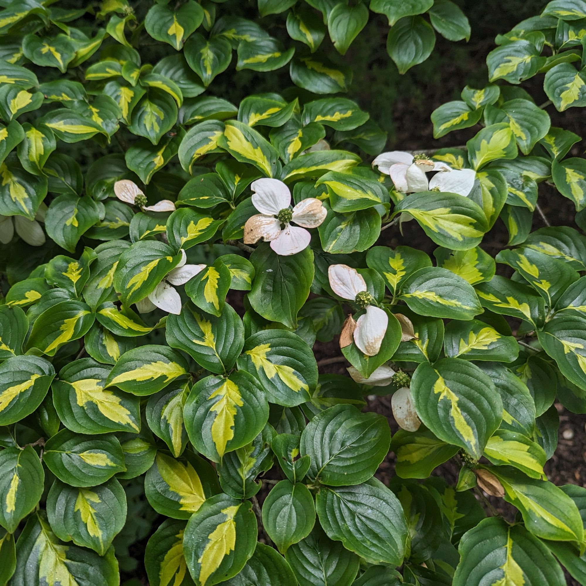 Cornus kousa 'Gold Star' - Choice Plants - Millais Nurseries