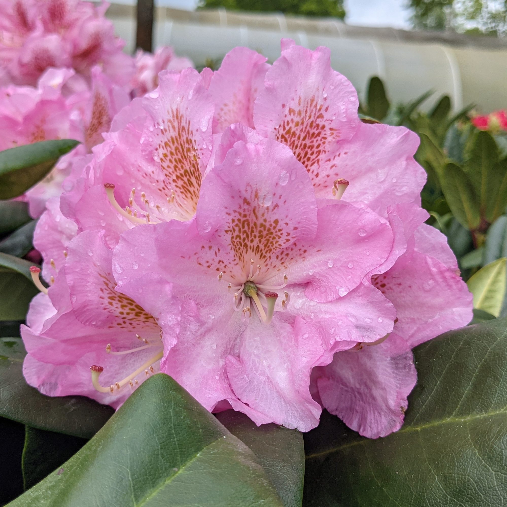Rhododendron Scintillation - Buy Scintillation Rhododendrons Online ...