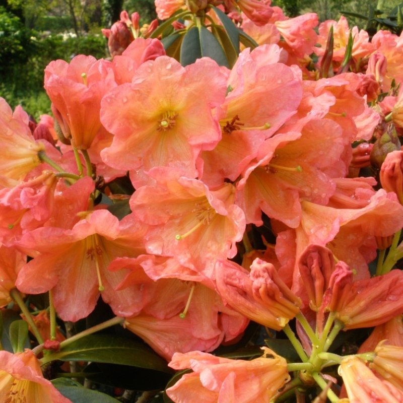 Rhododendron September Song - Buy September Song Rhododendrons ...