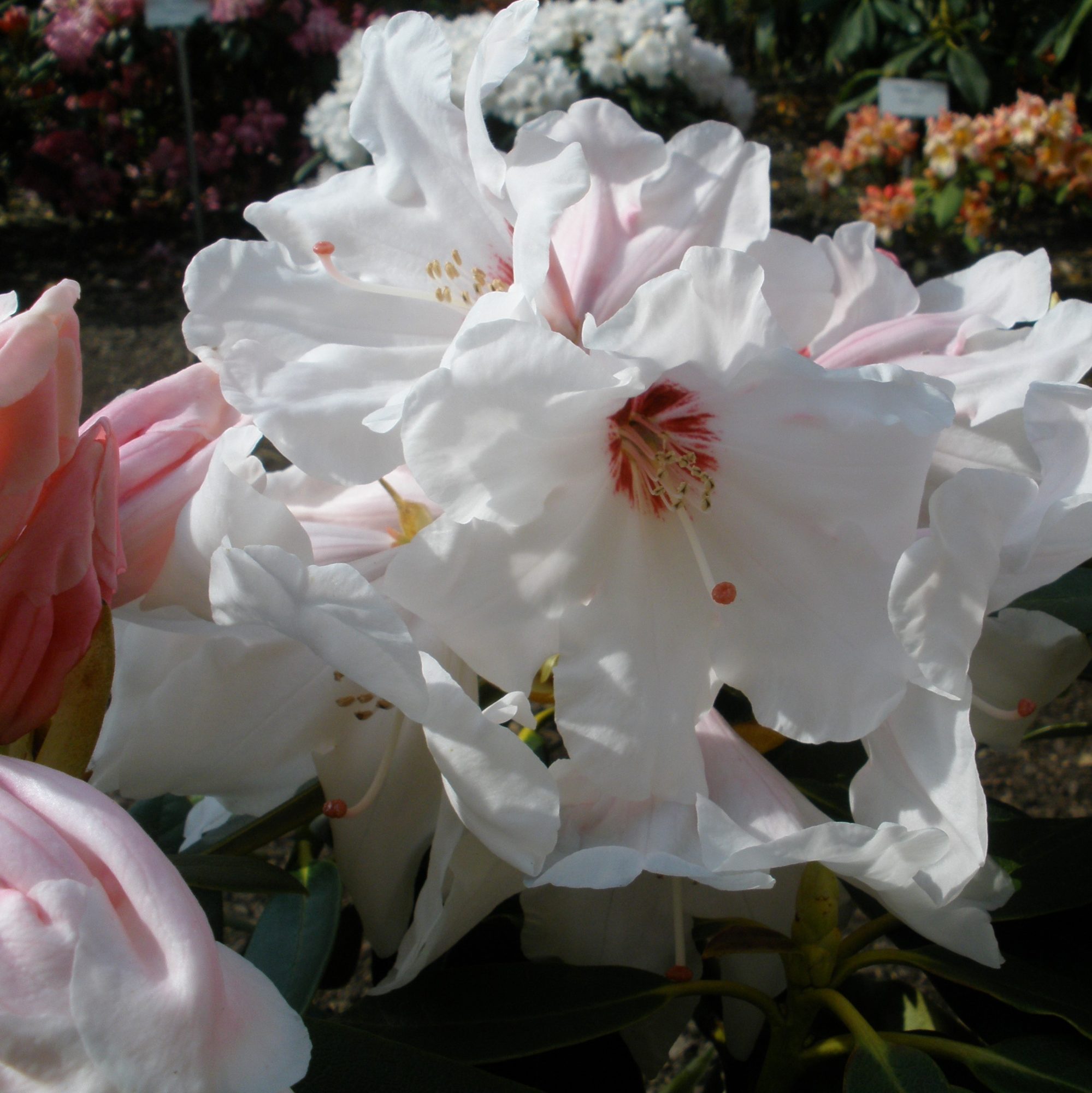 Silver Jubilee Rhododendron AGM - Buy Silver Jubilee yakushimanum ...