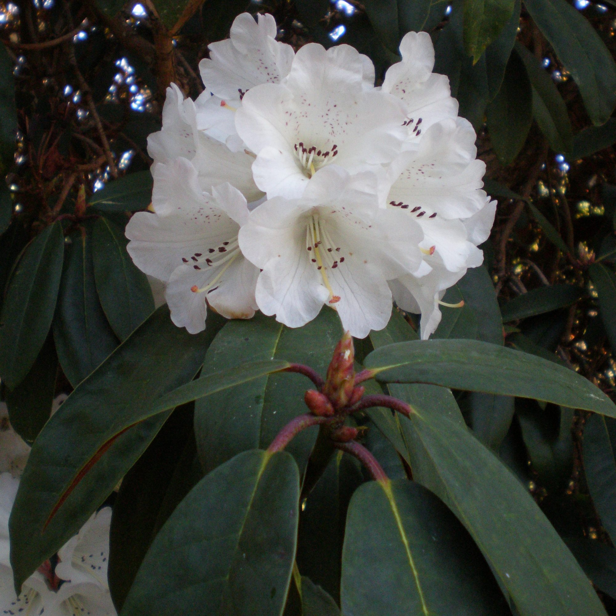 Rhododendron Sir Charles Lemon - Buy Sir Charles Lemon Rhododendrons ...