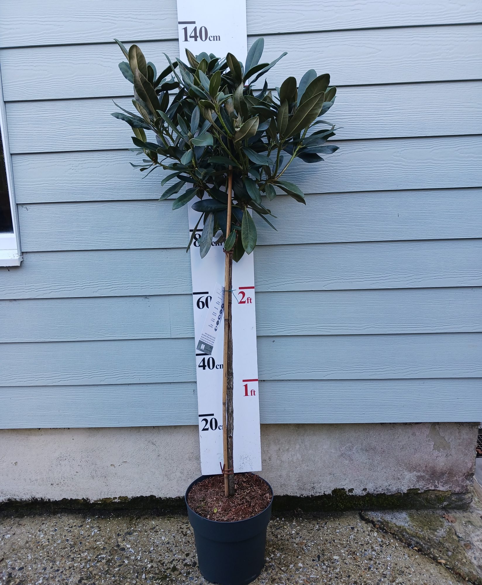 Rhododendron Sneezy AGM STANDARD -Buy Sneezy Rhododendrons - Millais ...