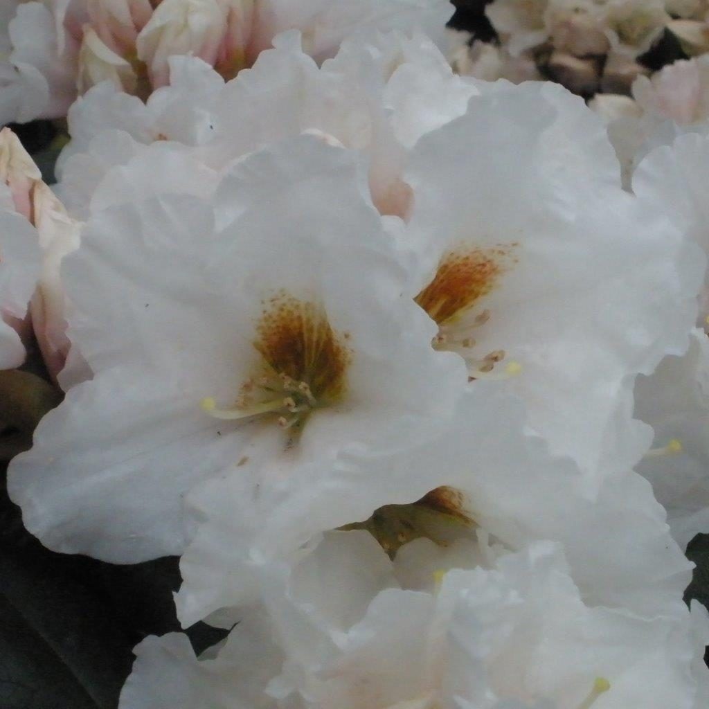 Rhododendron Snow Fire - Compact Rhododendrons - Millais Nurseries