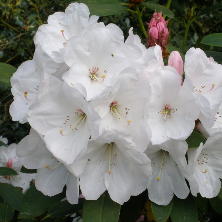 Rhododendron Snow Queen - Buy Snow Queen Rhododendrons Online - Millais ...