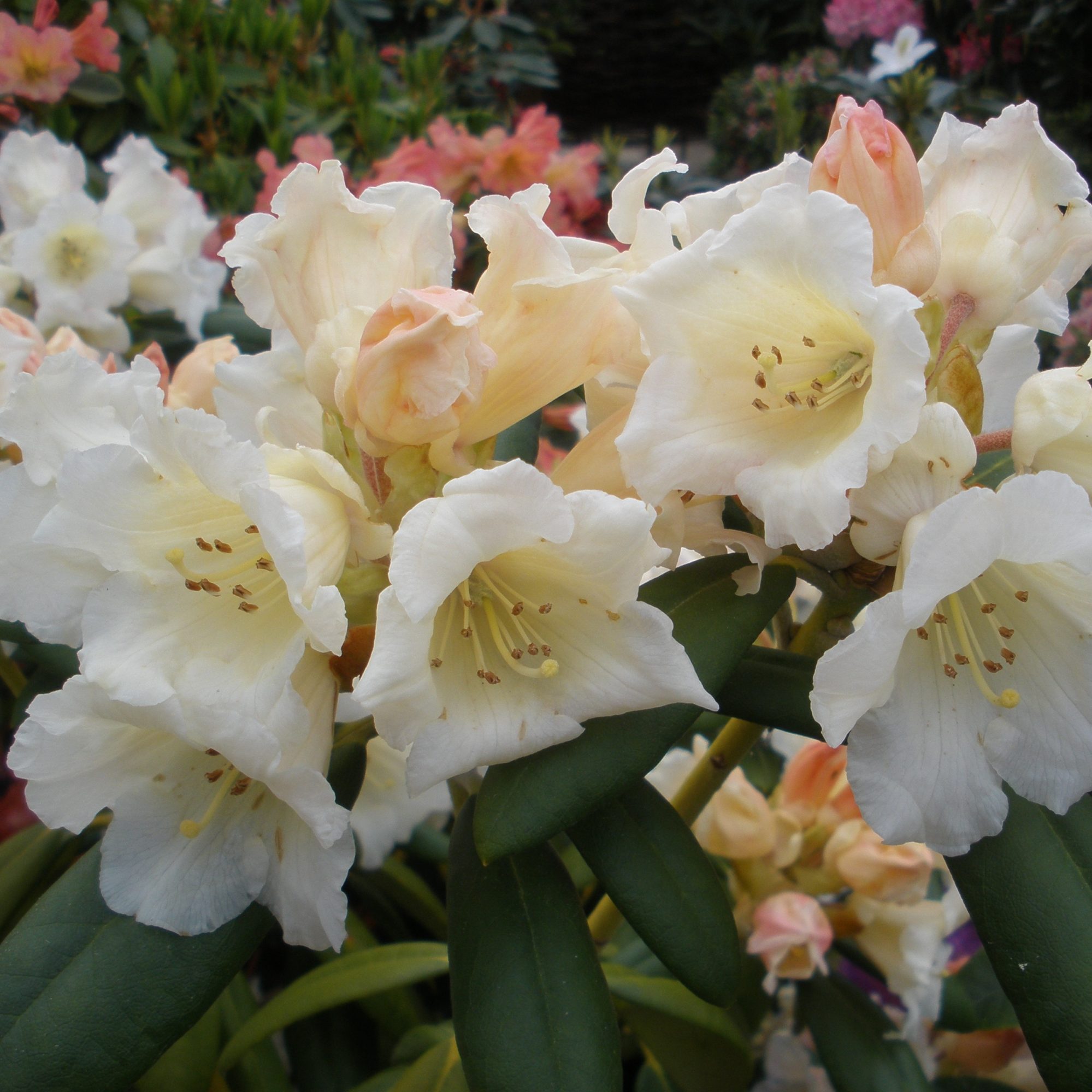 Rhododendron Spring Sunshine - Buy Spring Sunshine Rhododendrons Online ...