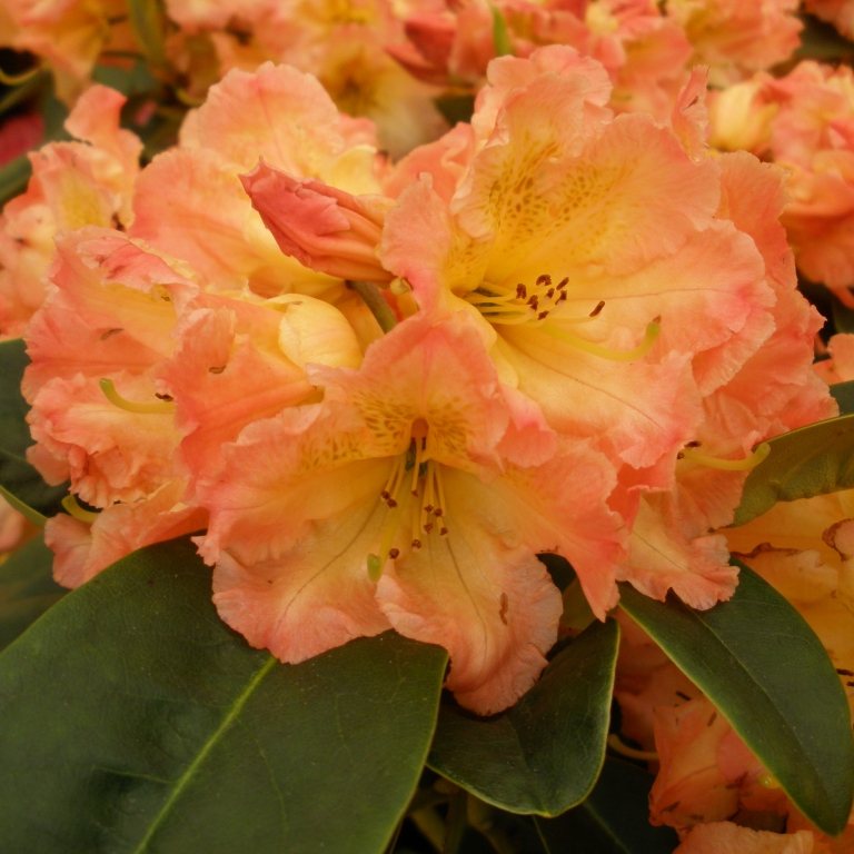 Rhododendron Sun Fire INKARHO - Millais Nurseries