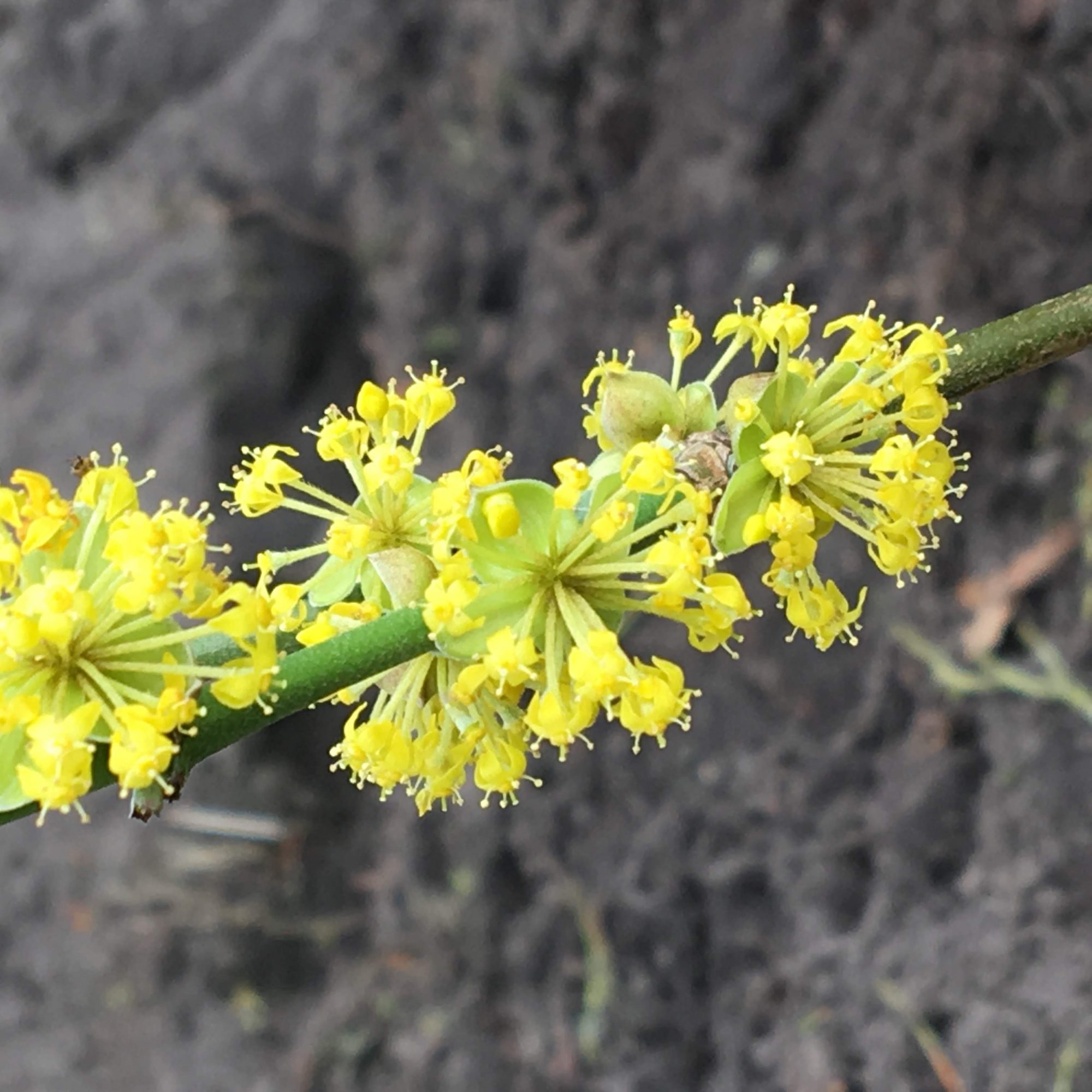 Cornus mas aurea - Millais Nurseries