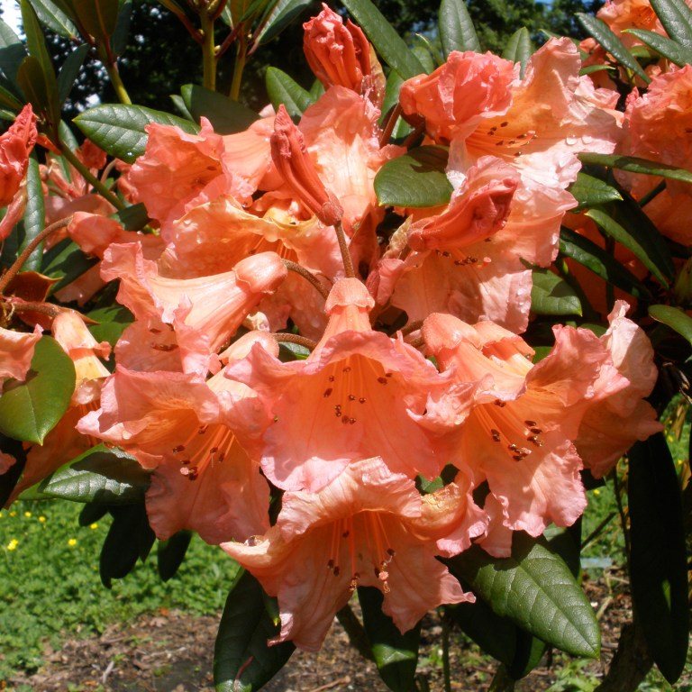 Rhododendron Tortoiseshell Orange - Buy Tortoiseshell Rhododendrons ...