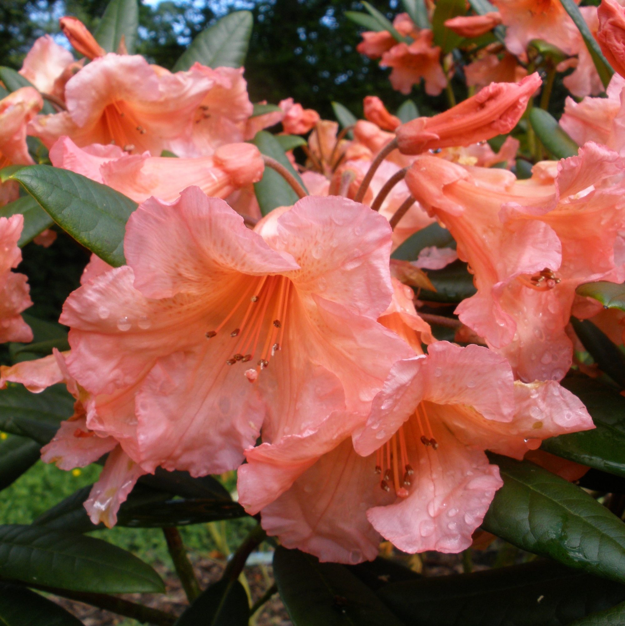 Rhododendron Tortoiseshell Orange - Buy Tortoiseshell Rhododendrons ...