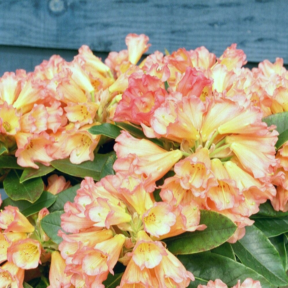 Rhododendron Unique Marmalade - Buy Unique Marmalade Rhododendrons ...