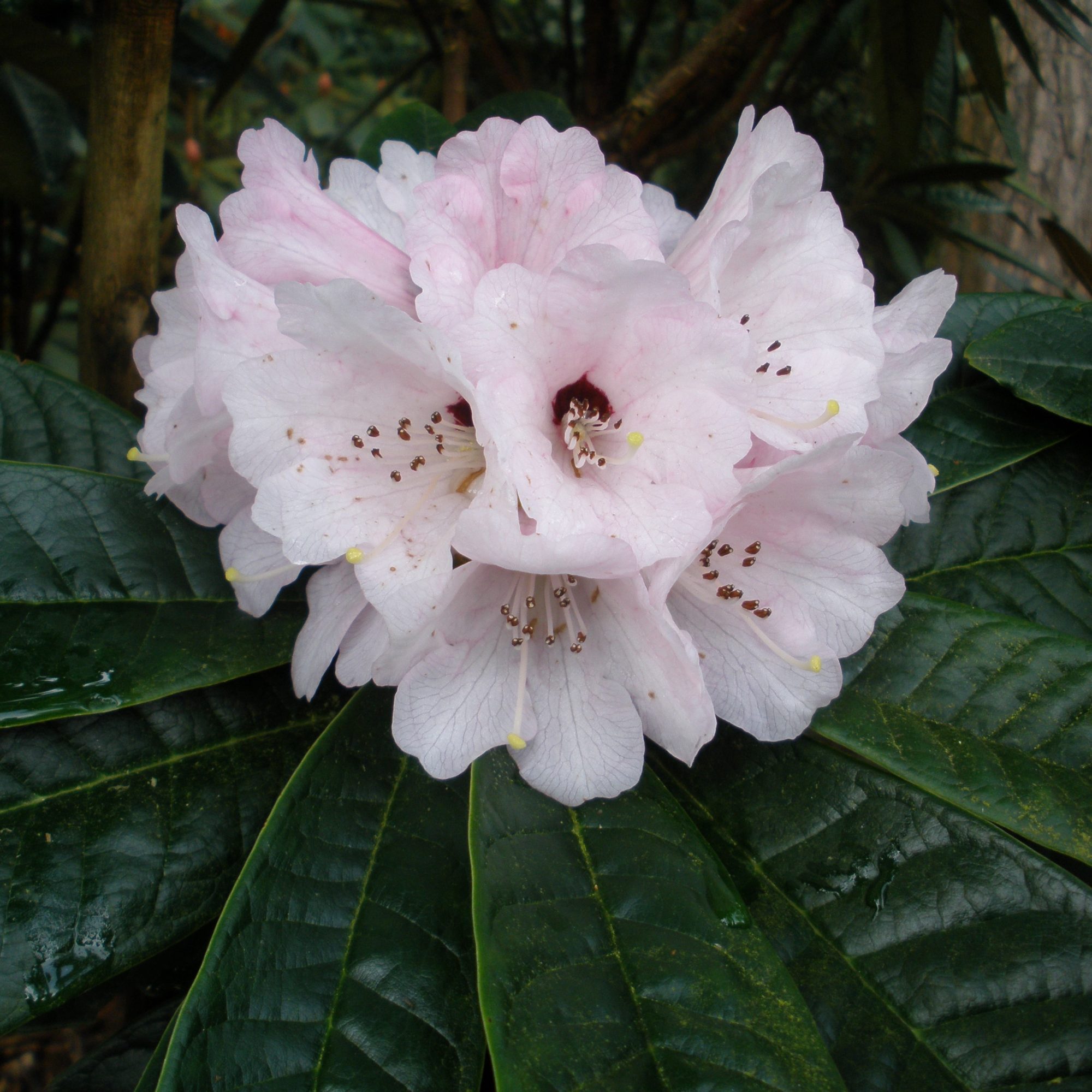 Buy Rhododendron uvariifolium Reginald Childs- uvariifolium Reginald ...