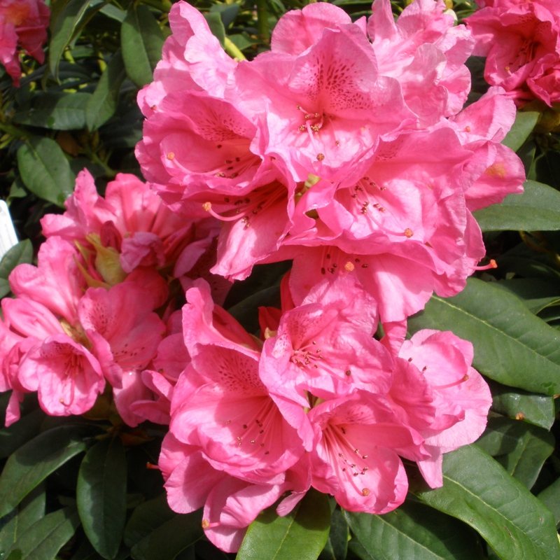 Rhododendron Van - Buy Van Rhododendrons Online - Millais Nurseries