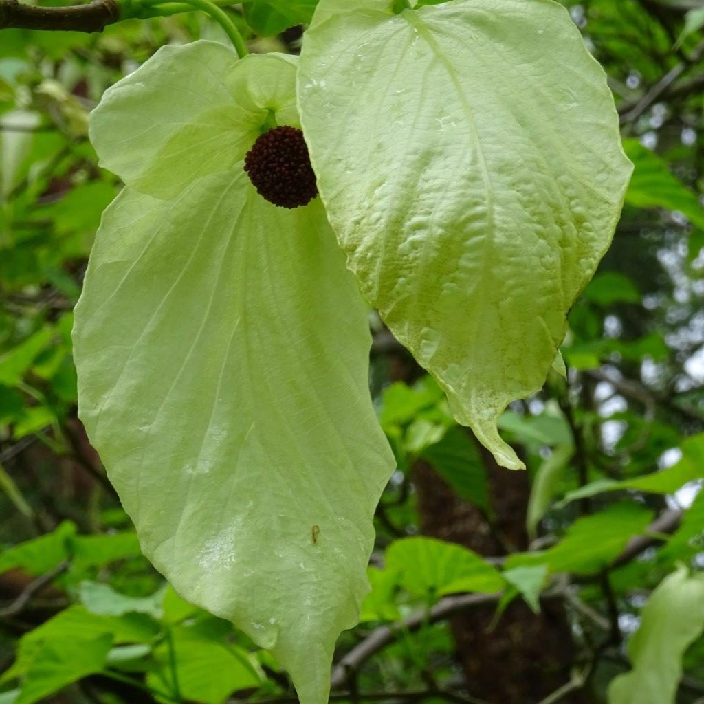 Davidia involucrata AGM - Millais Nurseries