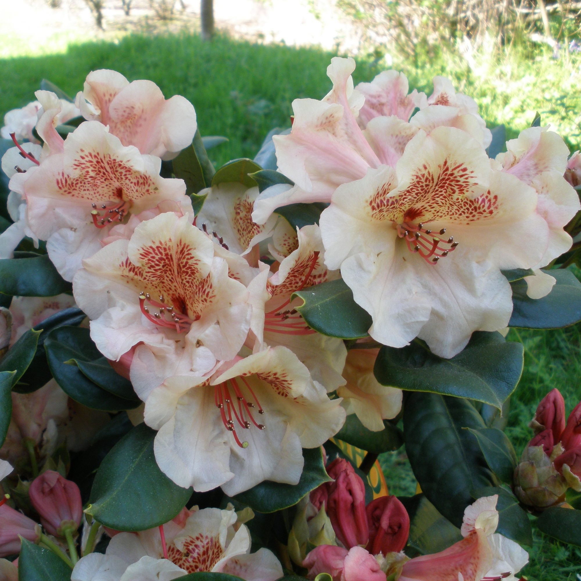 Rhododendron Viscy AGM - Buy Viscy Rhododendrons Online - Millais Nurseries