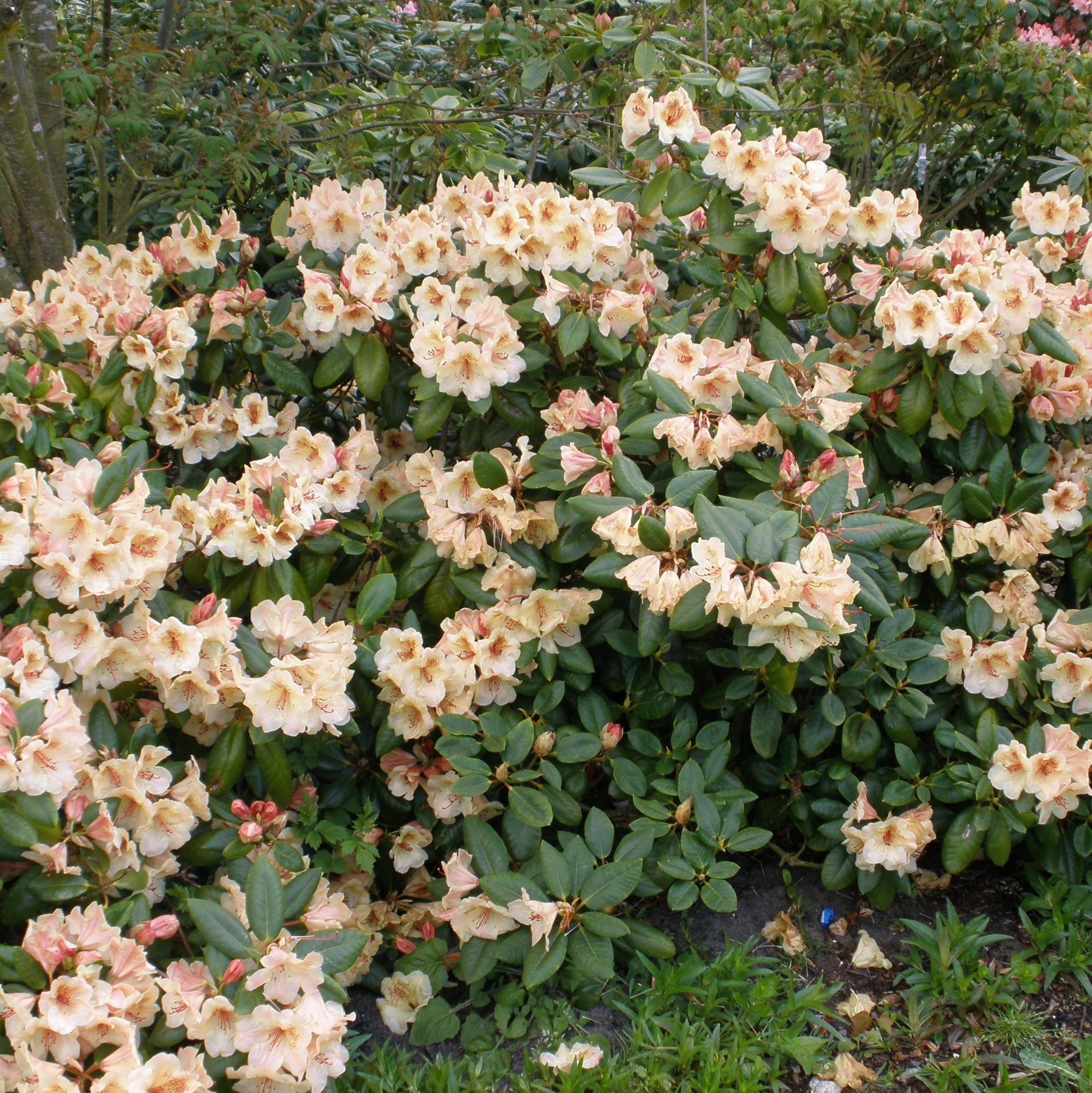 Rhododendron Viscy AGM - Buy Viscy Rhododendrons Online - Millais Nurseries