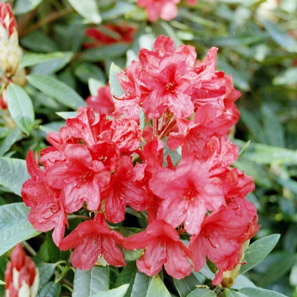 Rhododendron Vulcan AGM - Buy Vulcan Rhododendrons Online - Millais ...