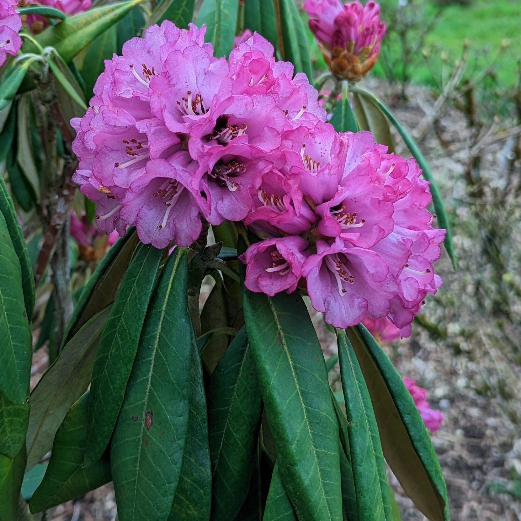 Rhododendron flower store