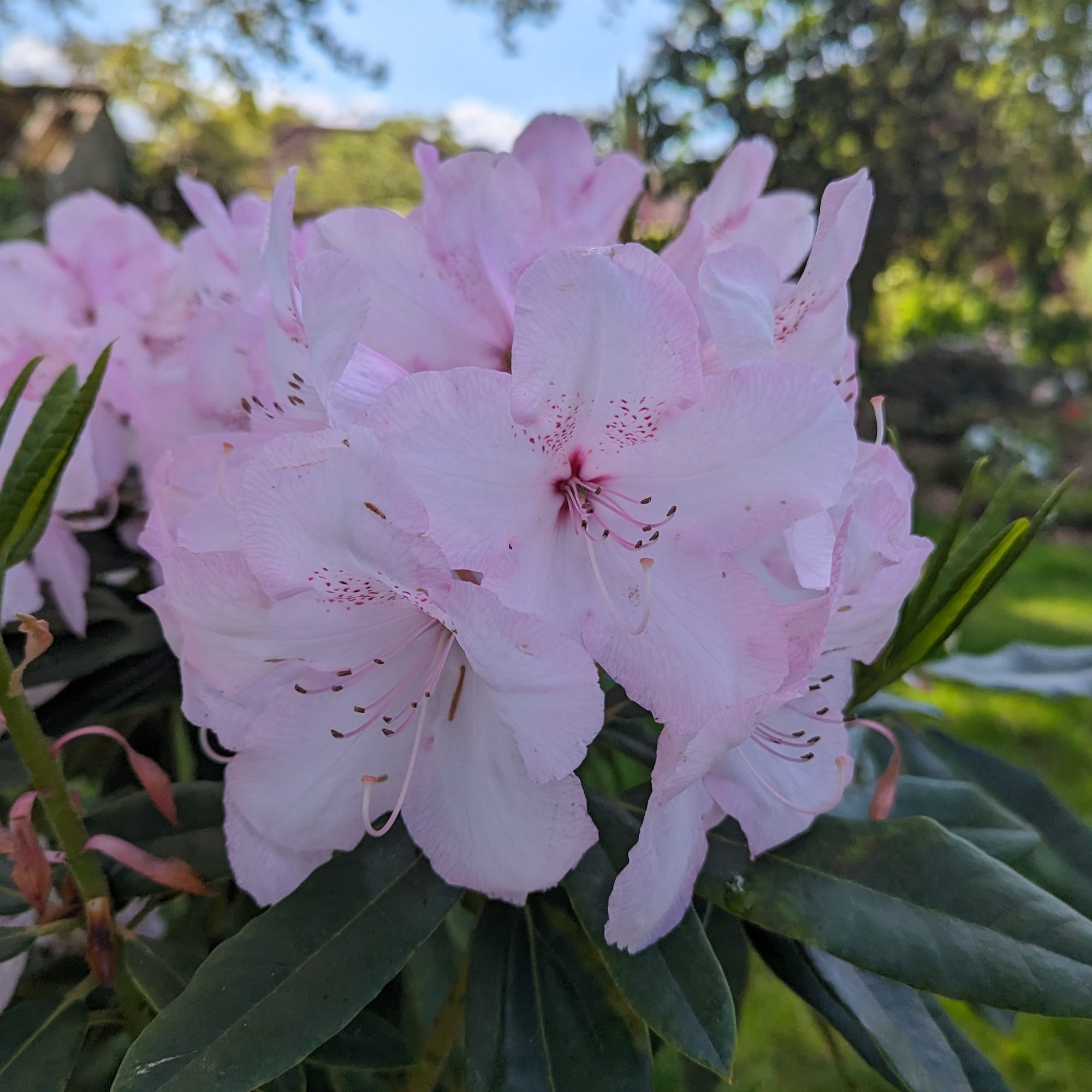 Rhododendron White Pearl - Buy White Pearl Rhododendrons Online ...