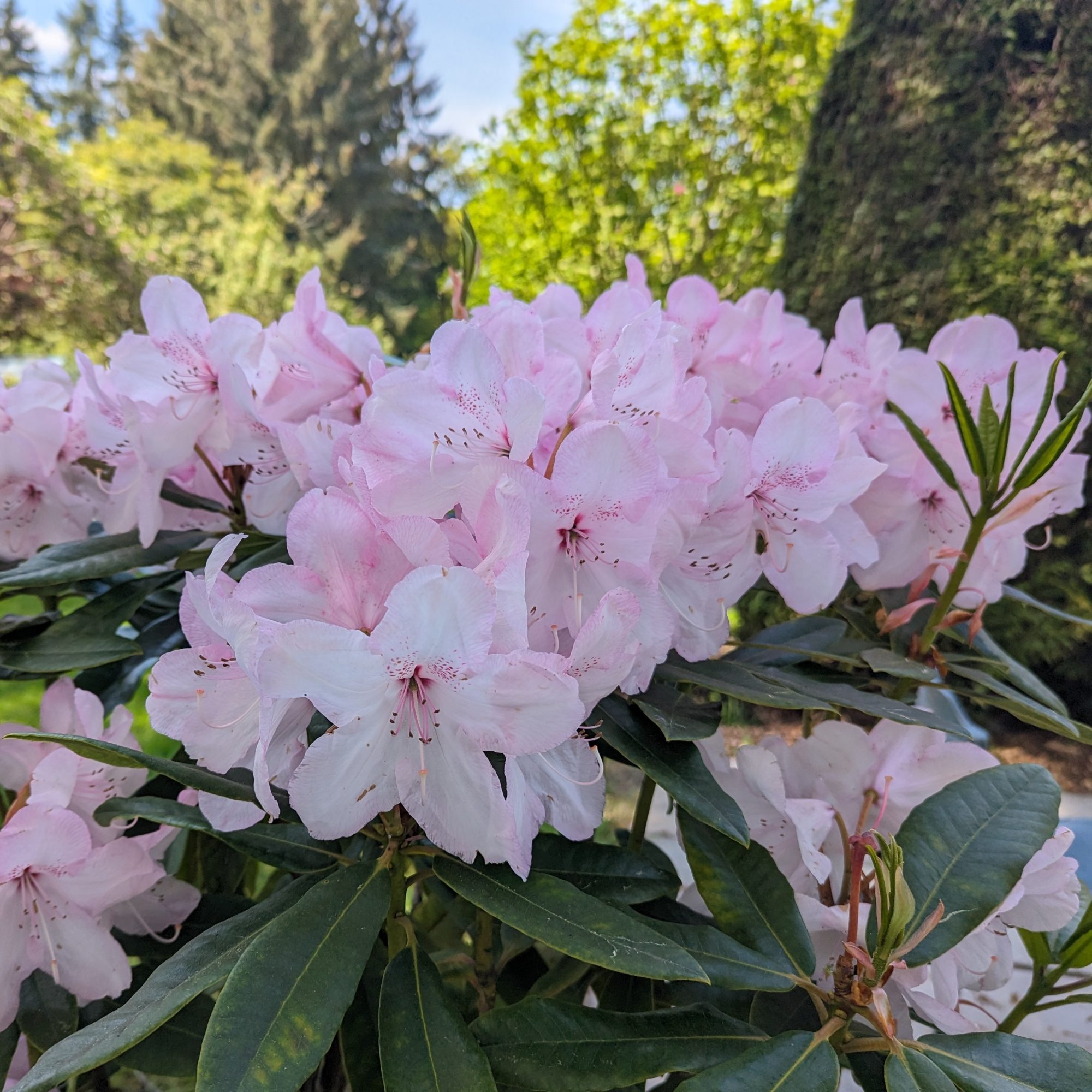 Rhododendron White Pearl - Buy White Pearl Rhododendrons Online ...