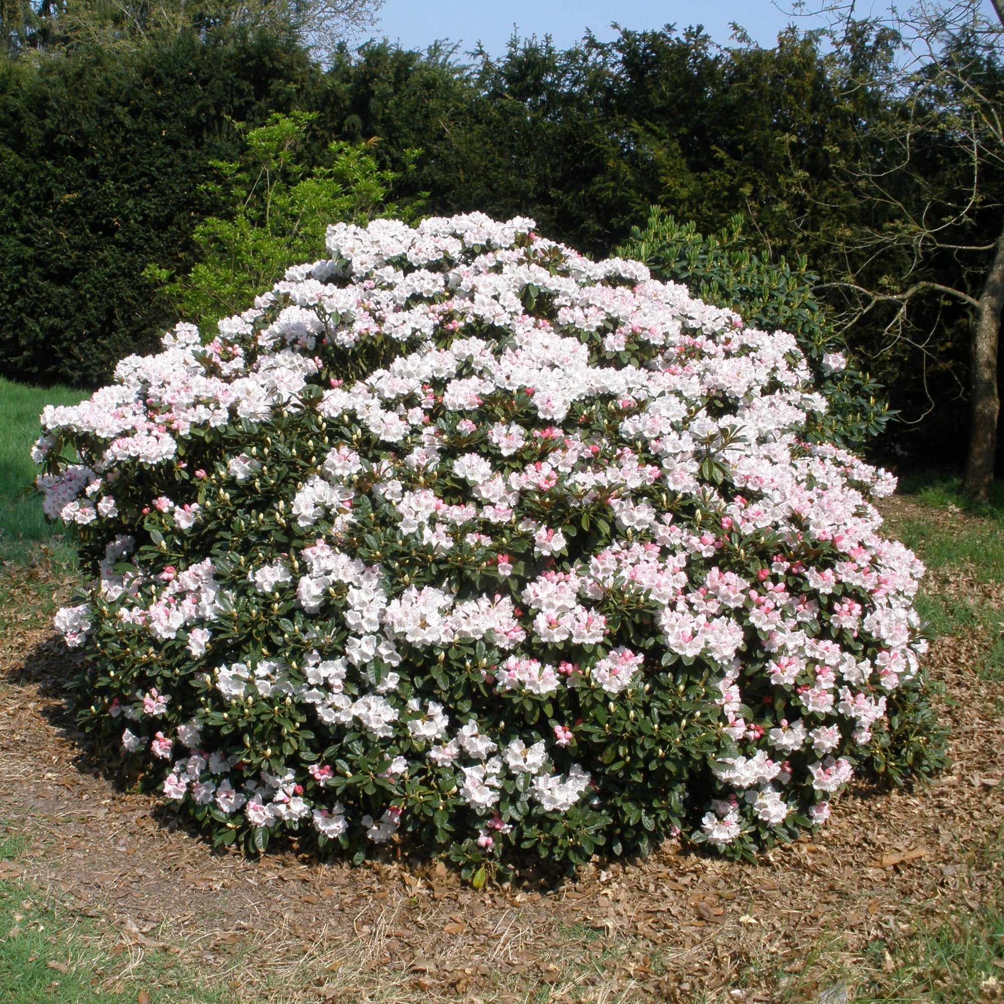 Buy Rhododendron wiltonii - wiltonii Rhododendron online - Millais ...