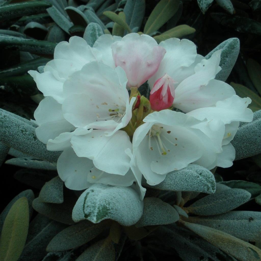 Rhododendron yakushimanum Koichiro Wada STANDARD - Standards - Millais ...