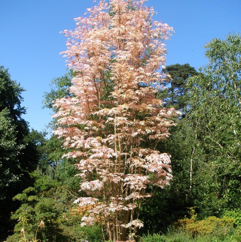 Toona sinensis 'Flamingo' - Millais Nurseries