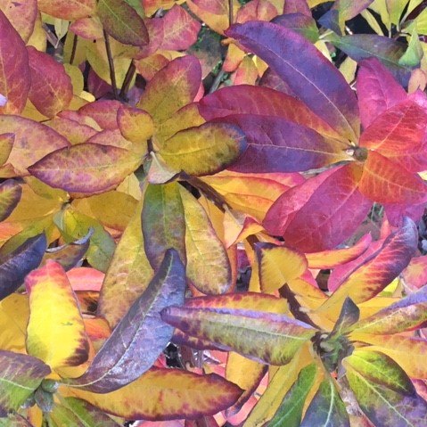 Anneke Deciduous Azalea - Buy Anneke Rhododendrons online - Millais ...