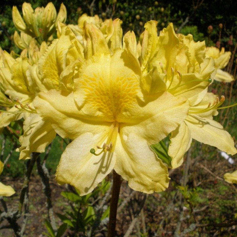 Deciduous Azalea April Showers - Buy April Showers Rhododendrons online ...