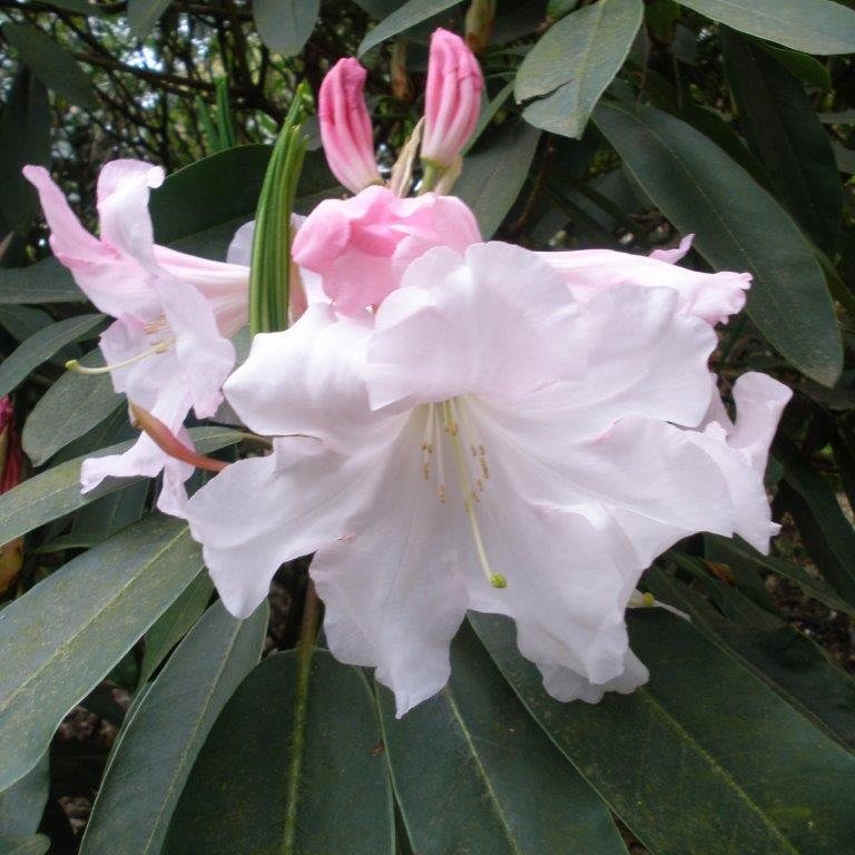 Rhododendron Loderi Titan - Tall Hybrid Rhododendrons - Millais Nurseries