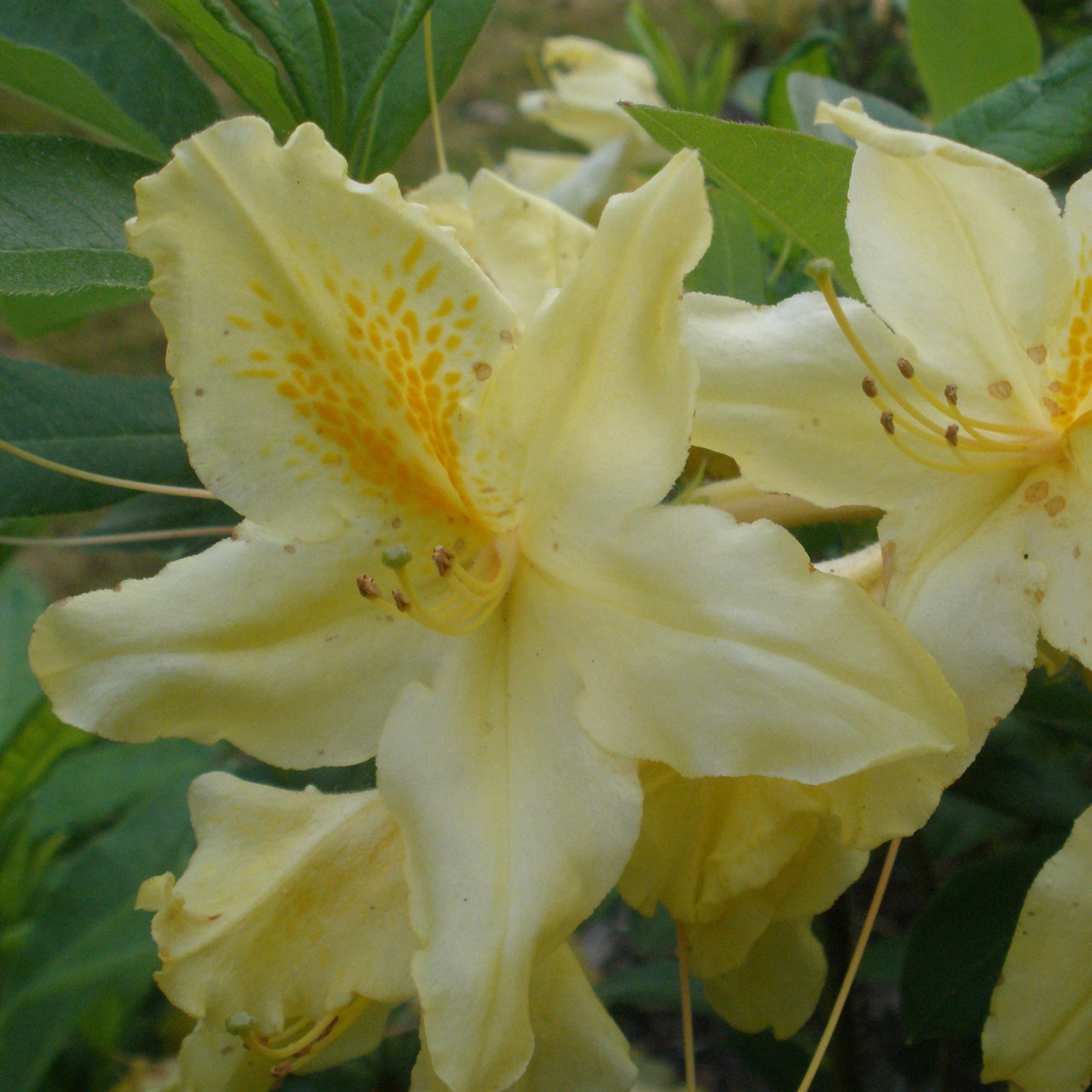 Deciduous Azalea April Showers - Buy April Showers Rhododendrons online ...