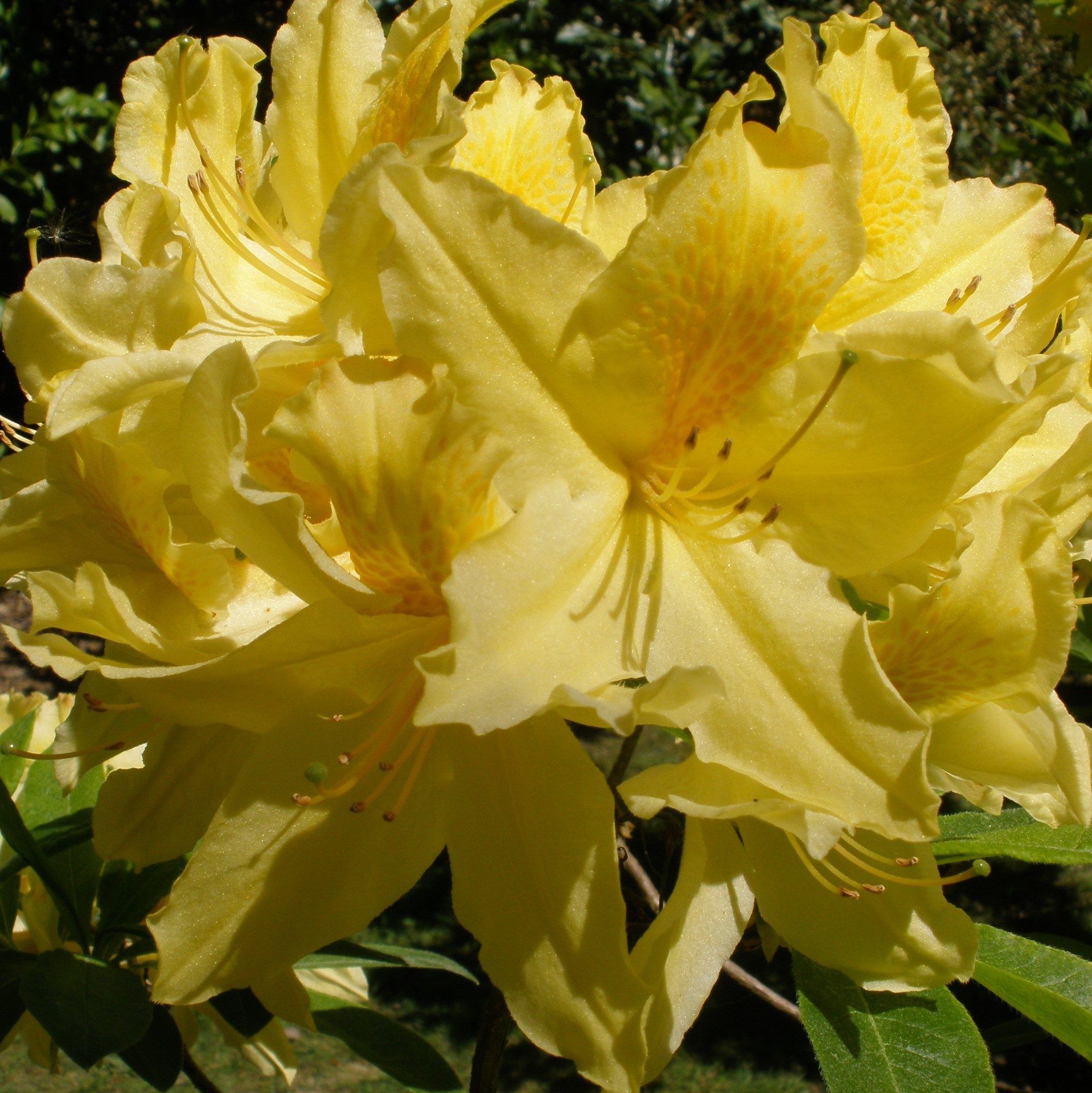 Deciduous Azalea April Showers - Buy April Showers Rhododendrons online ...