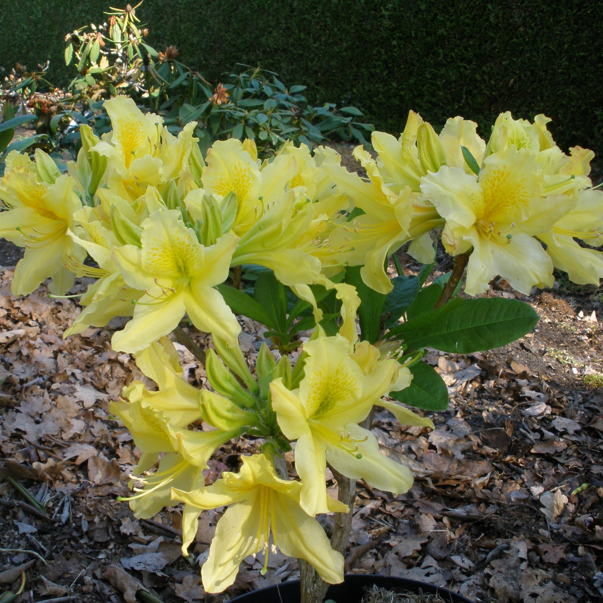 Deciduous Azalea April Showers - Buy April Showers Rhododendrons online ...