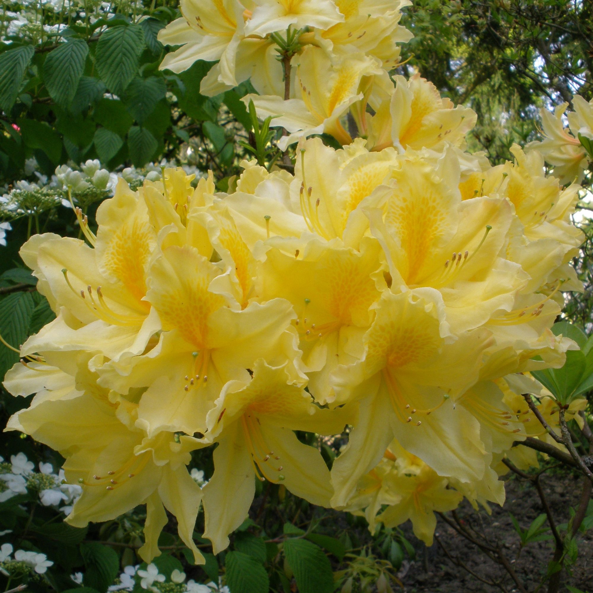 Deciduous Azalea April Showers - Buy April Showers Rhododendrons online ...