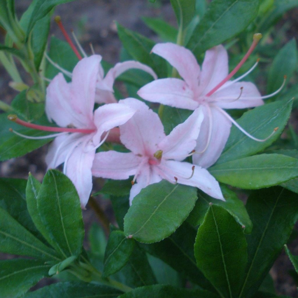 arborescens pink Deciduous Azalea - Buy arborescens Rhododendrons ...