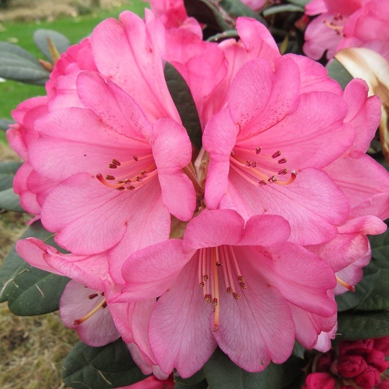 Rhododendron Wine and Roses - Compact Rhododendrons - Millais Nurseries