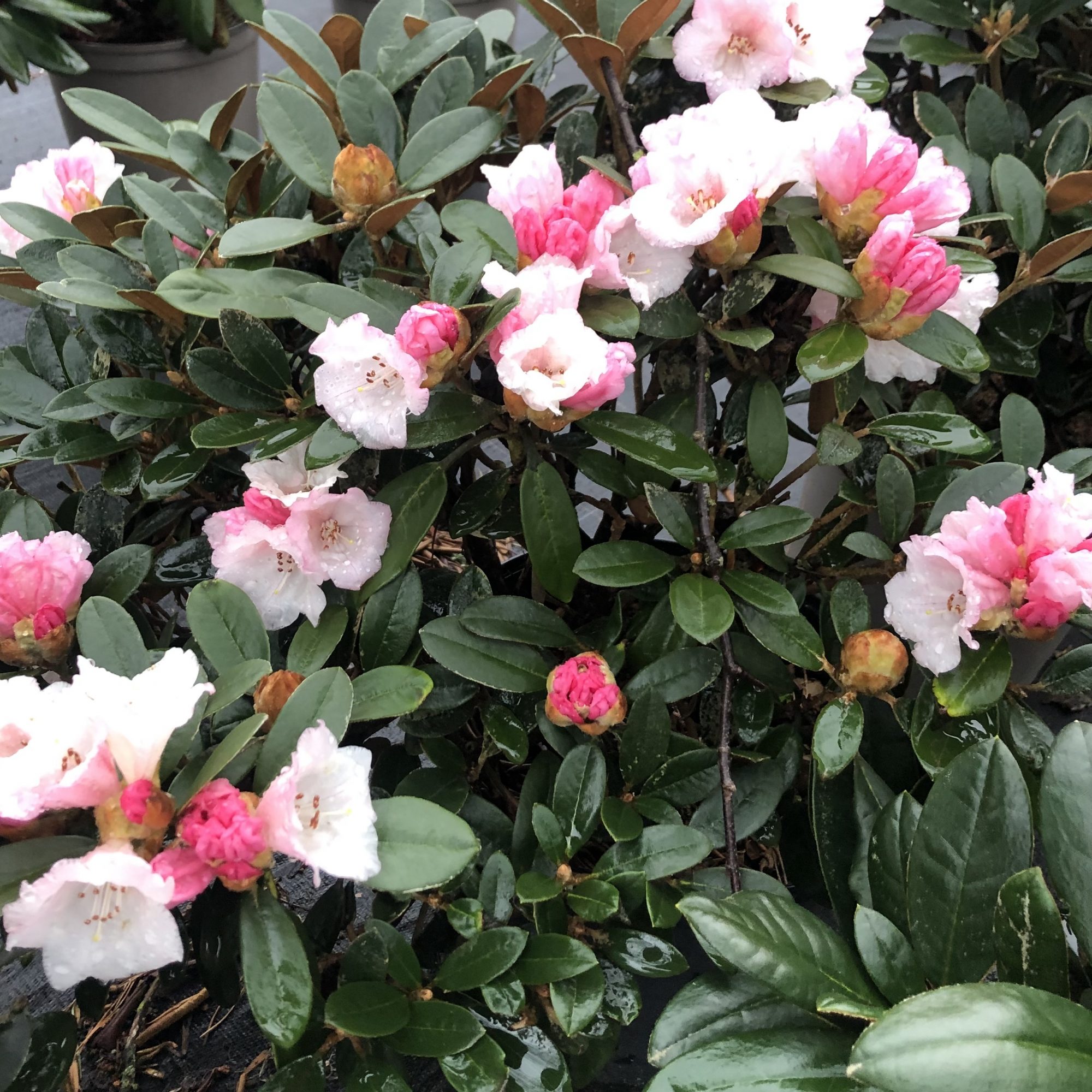 Rhododendron Queen Bee - Compact Rhododendrons - Millais Nurseries