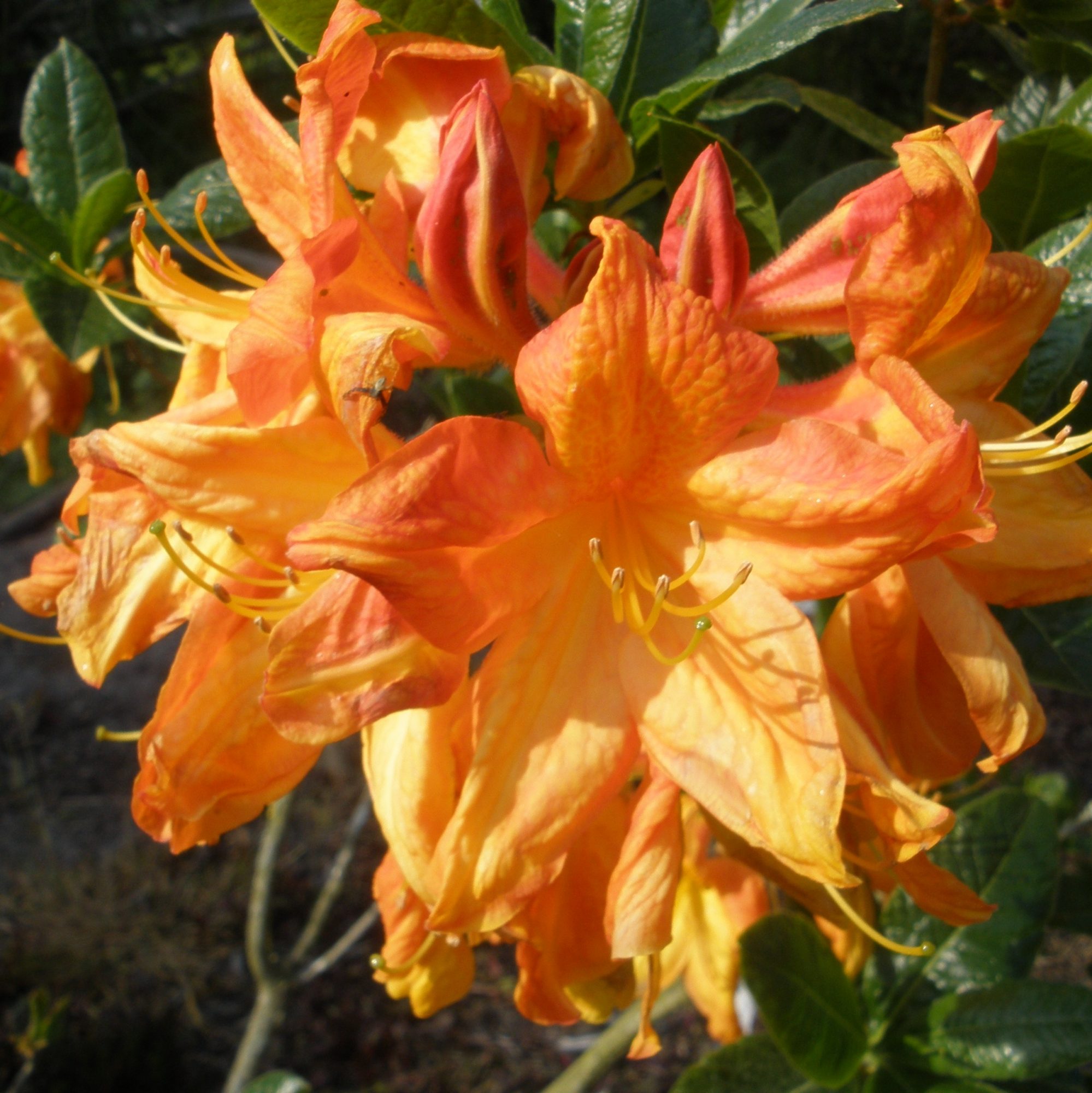 Arneson Gem Deciduous Azalea - Buy Arneson Gem Rhododendrons online ...