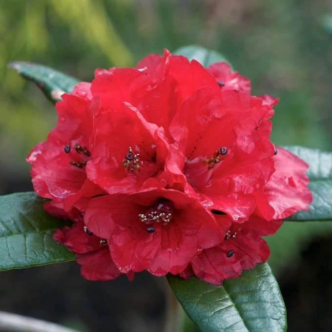 Rhododendron arboreum albotomentosum KW 21976 - Species Rhododendrons ...