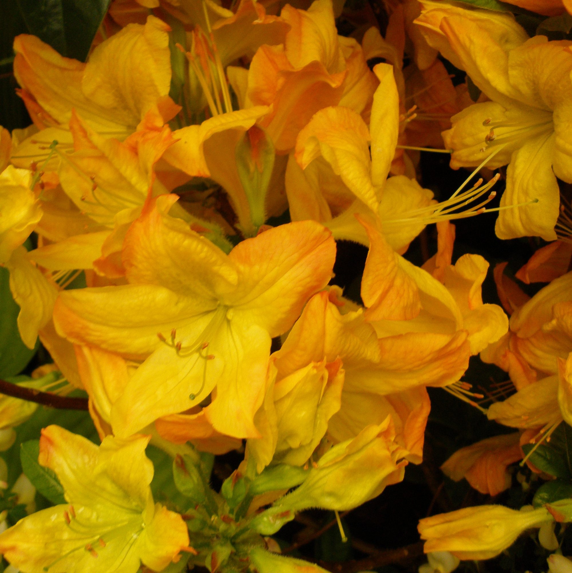 Arneson Gem Deciduous Azalea - Buy Arneson Gem Rhododendrons online ...