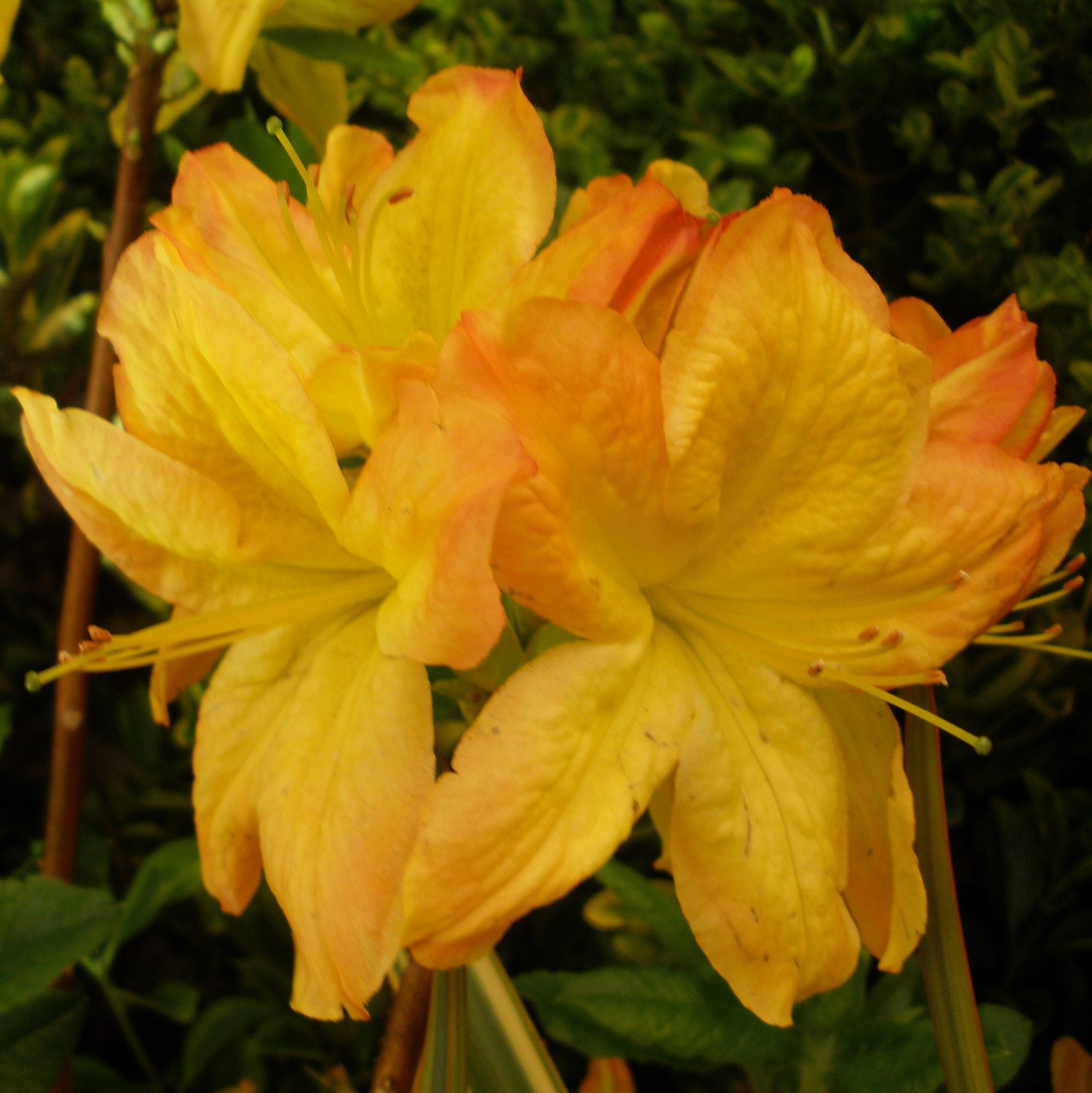 Arneson Gem Deciduous Azalea - Buy Arneson Gem Rhododendrons online ...