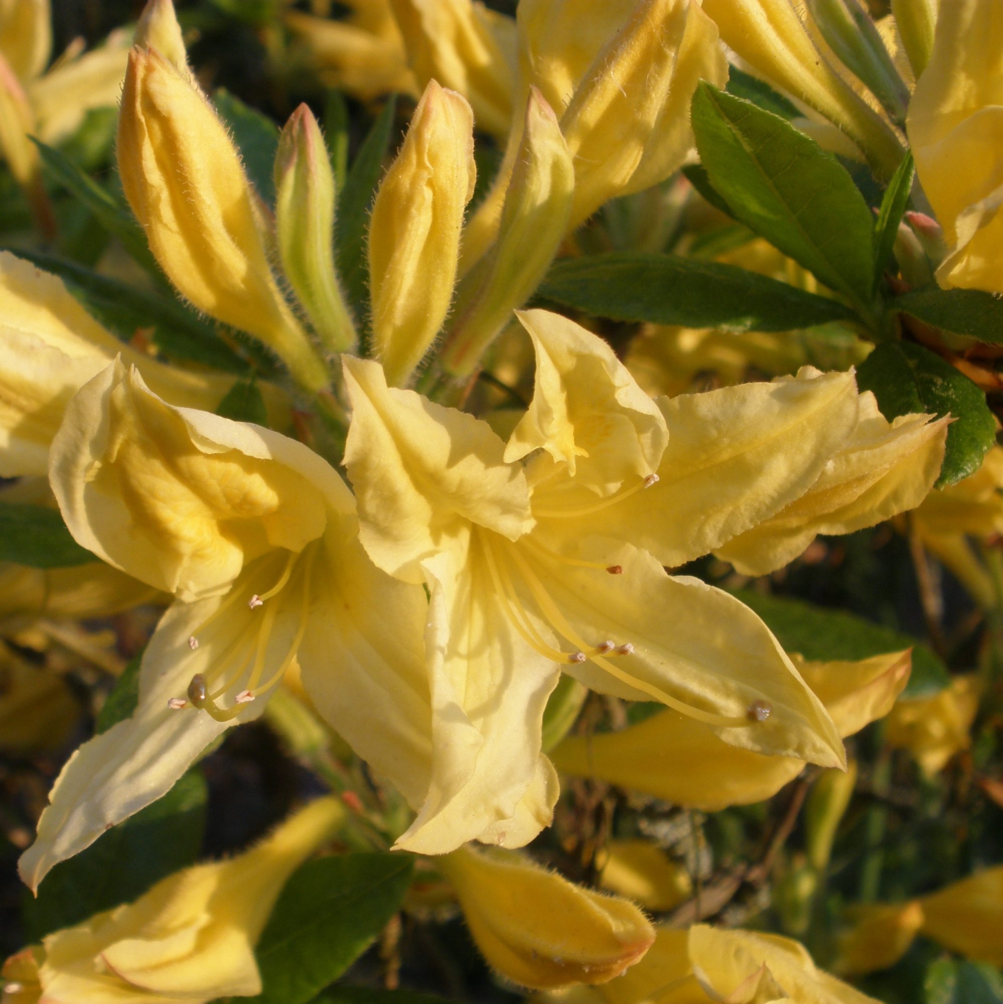 Deciduous Azalea Arpege - Buy Arpege Rhododendrons online - Millais ...