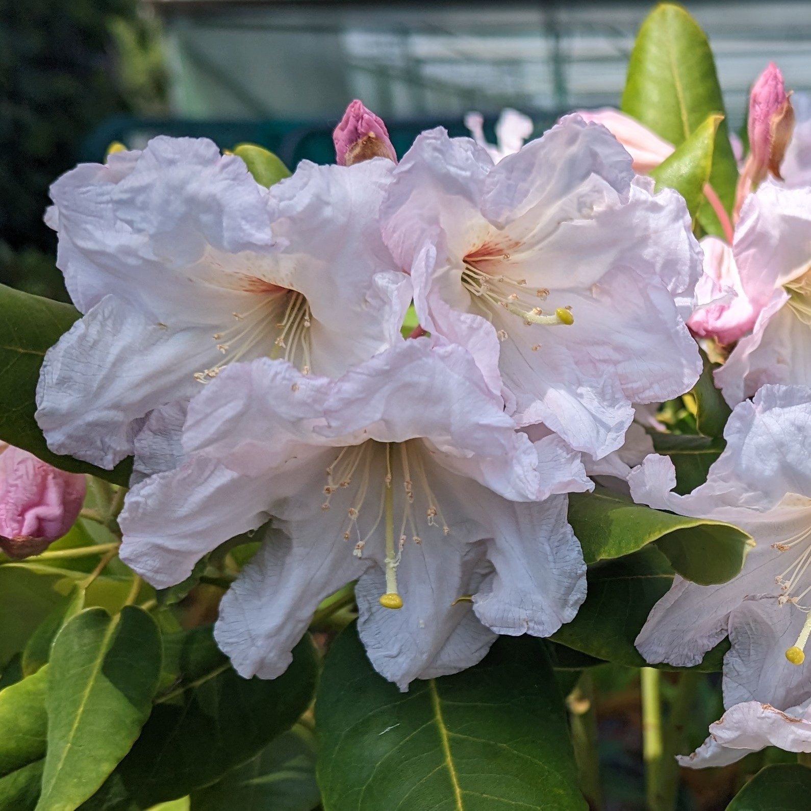 Rhododendron cardiobasis 'Pink Cloud' AC4221 - Species Rhododendrons ...